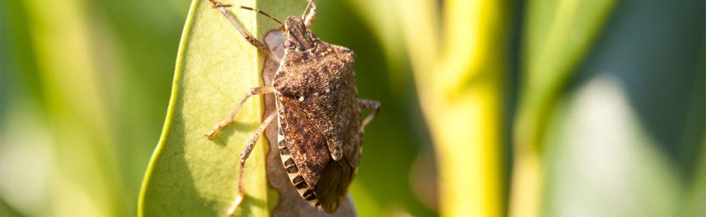 Stink Bug Extermination in Roanoke, VA | Brown Exterminating Co. Inc.
